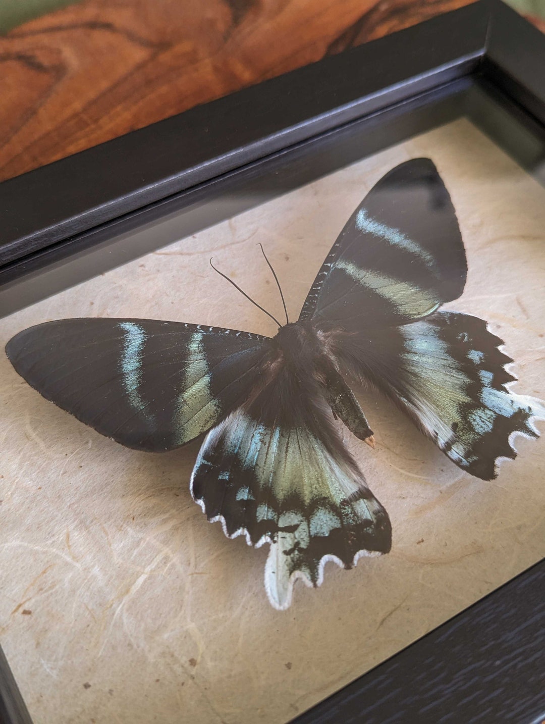 Alcides Orontes // Day Flying Moth // Real Butterfly // Framed - Etsy