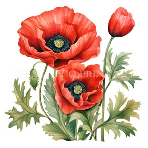 Red Poppy Flower Clipart Bundle - 10 High Quality Jpgs - Digital ...