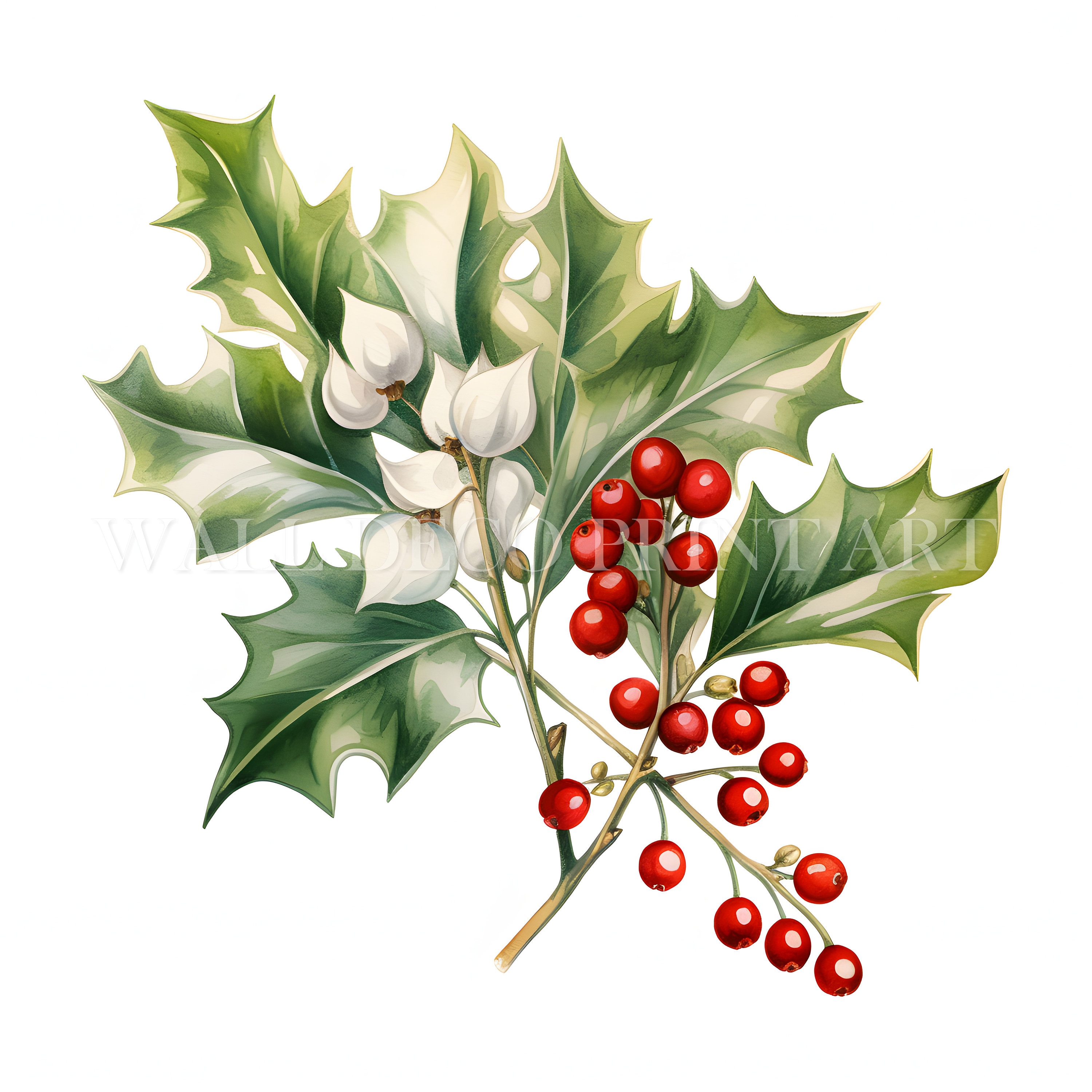 Mistletoe Clipart