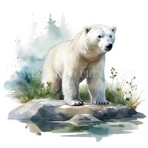 Beautiful Polar Bear Clipart Bundle - 10 High Quality Jpgs - Digital ...