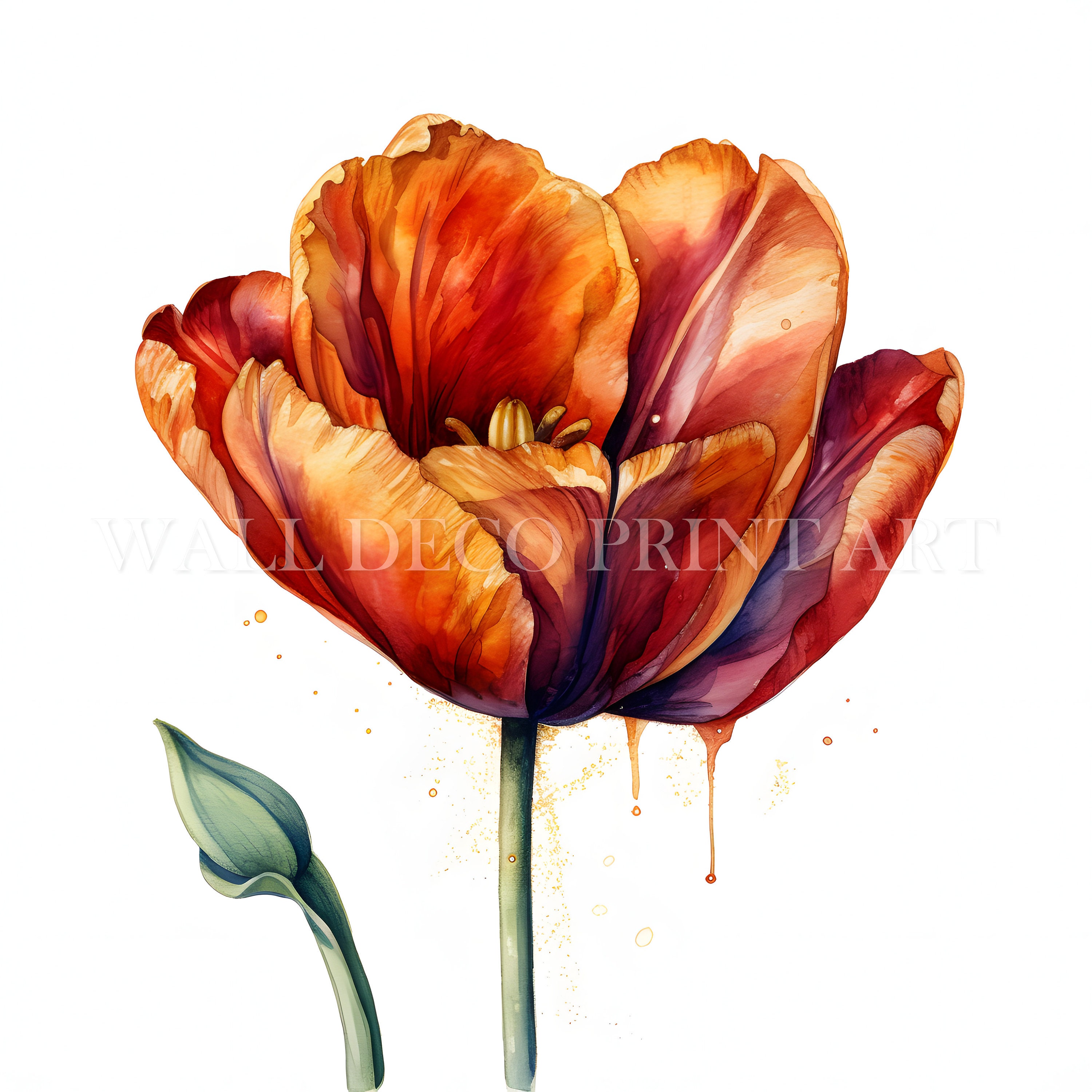 Watercolor Spring Flowers Clipart Tulip 10 High Quality - Etsy