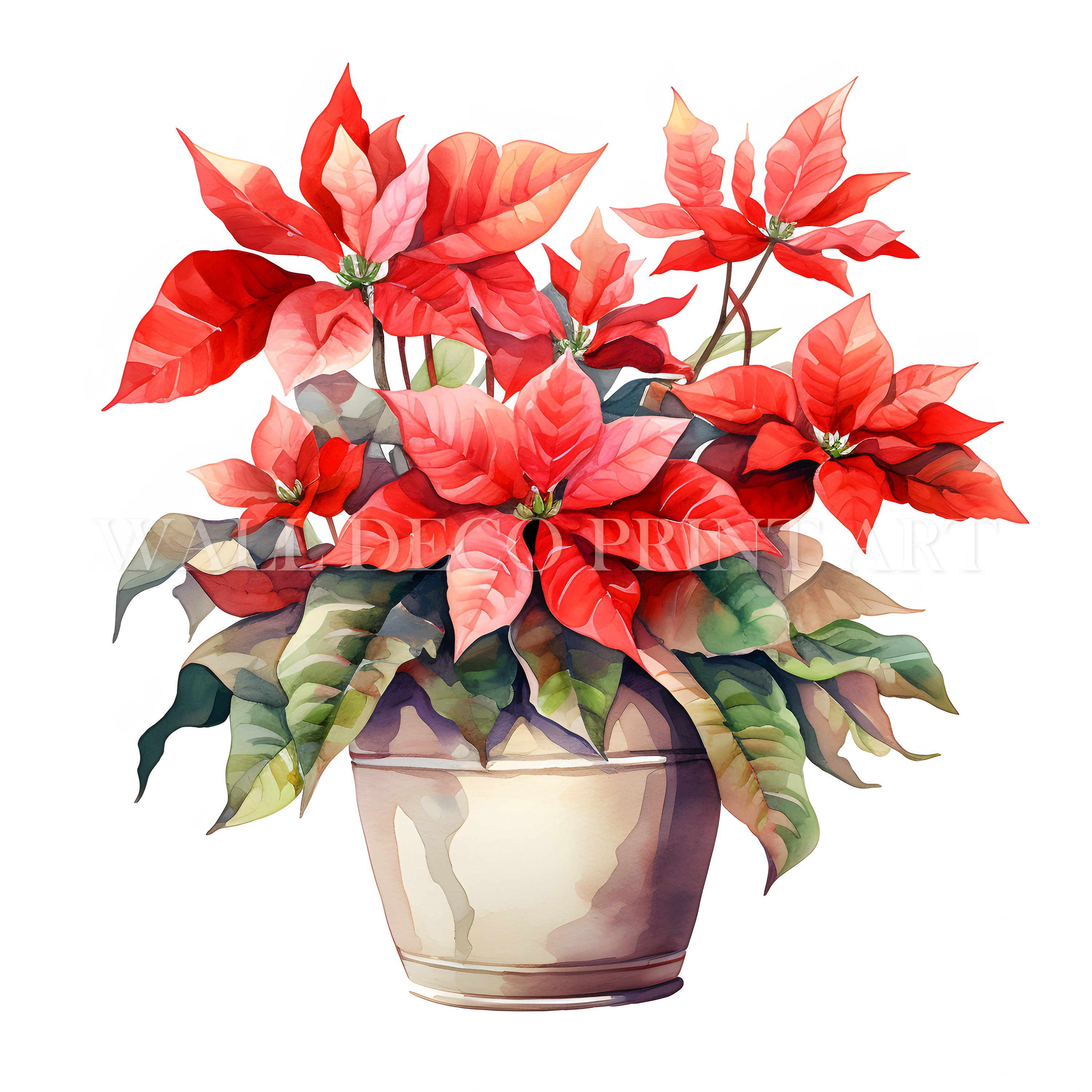Potted Poinsettia Clipart Bundle 12 High Quality JPG - Etsy