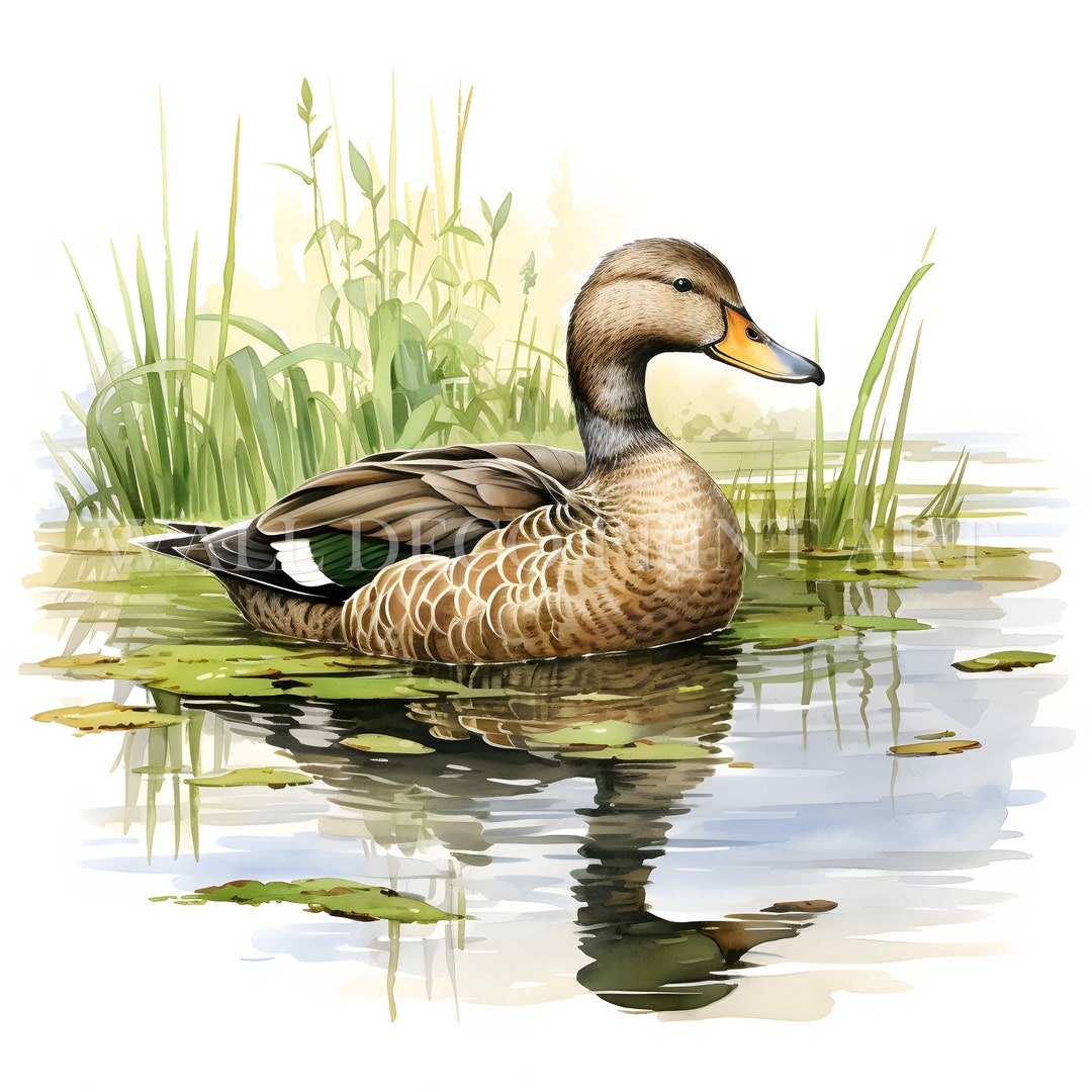 Beautiful DUCK Clipart Bundle - 10 High Quality Jpgs - Digital ...