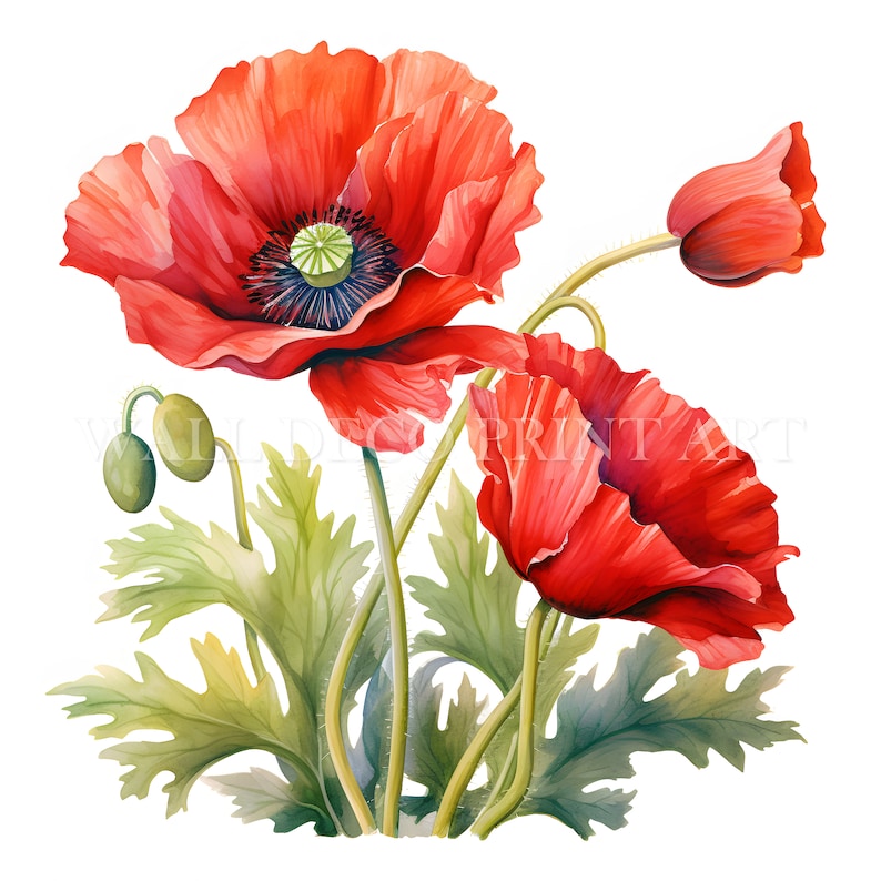 Red Poppy Flower Clipart Bundle 10 High Quality Jpgs - Etsy