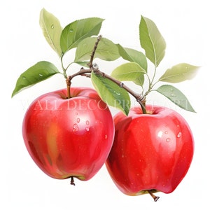 Apple on the Branch Clipart Bundle - 10 High Quality Jpgs - Digital ...