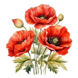 Red Poppy Flower Clipart Bundle - 10 High Quality Jpgs - Digital ...