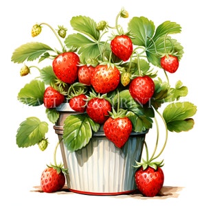 Strawberry Plants Clipart Bundle - 10 High Quality Jpgs - Digital ...