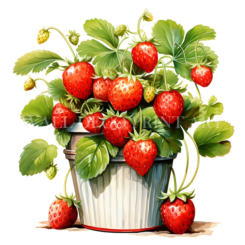 Strawberry Plants Clipart Bundle 10 High Quality Jpgs - Etsy