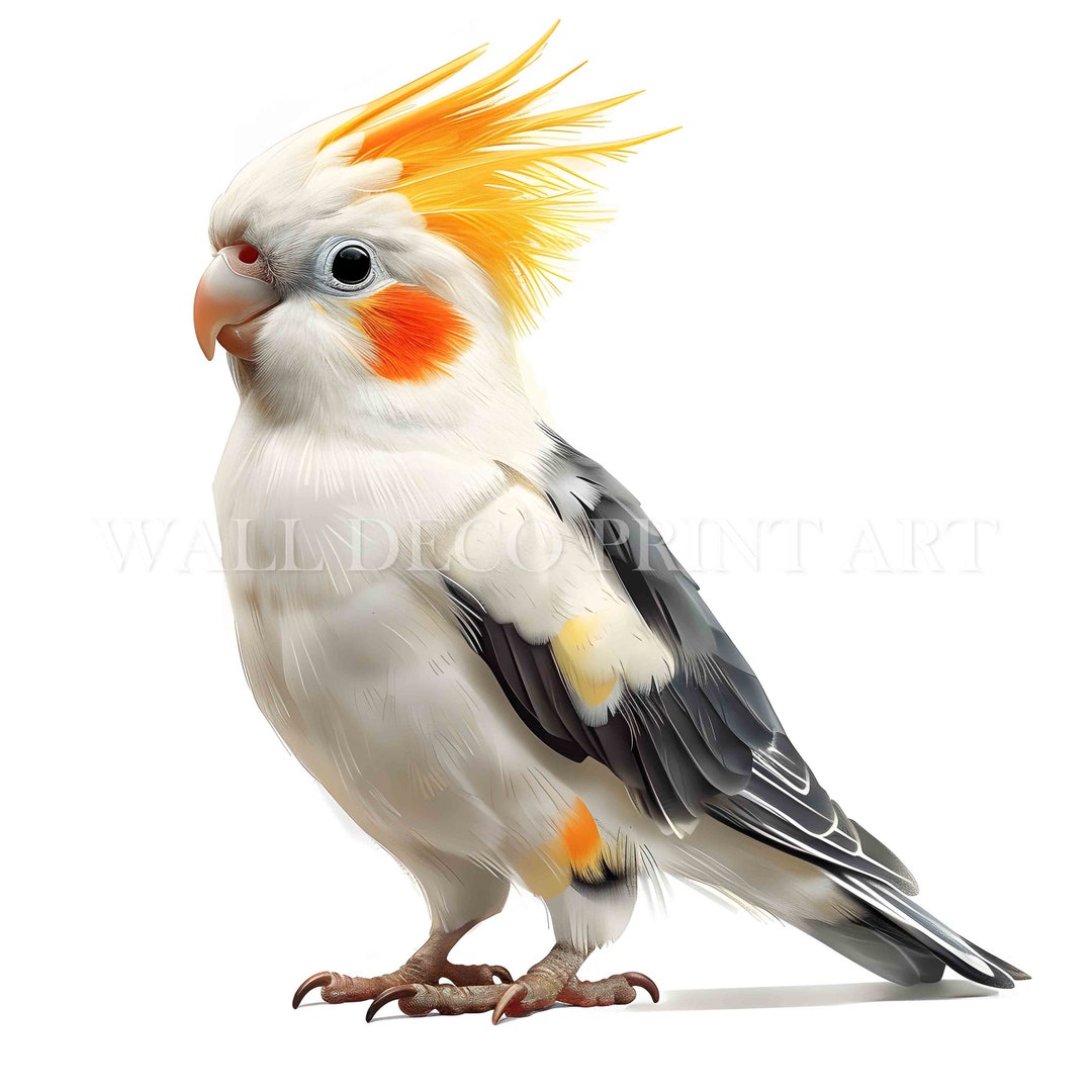 Cute Cockatiel Parrot Clipart Bundle - 10 High Quality JPG - Digital ...