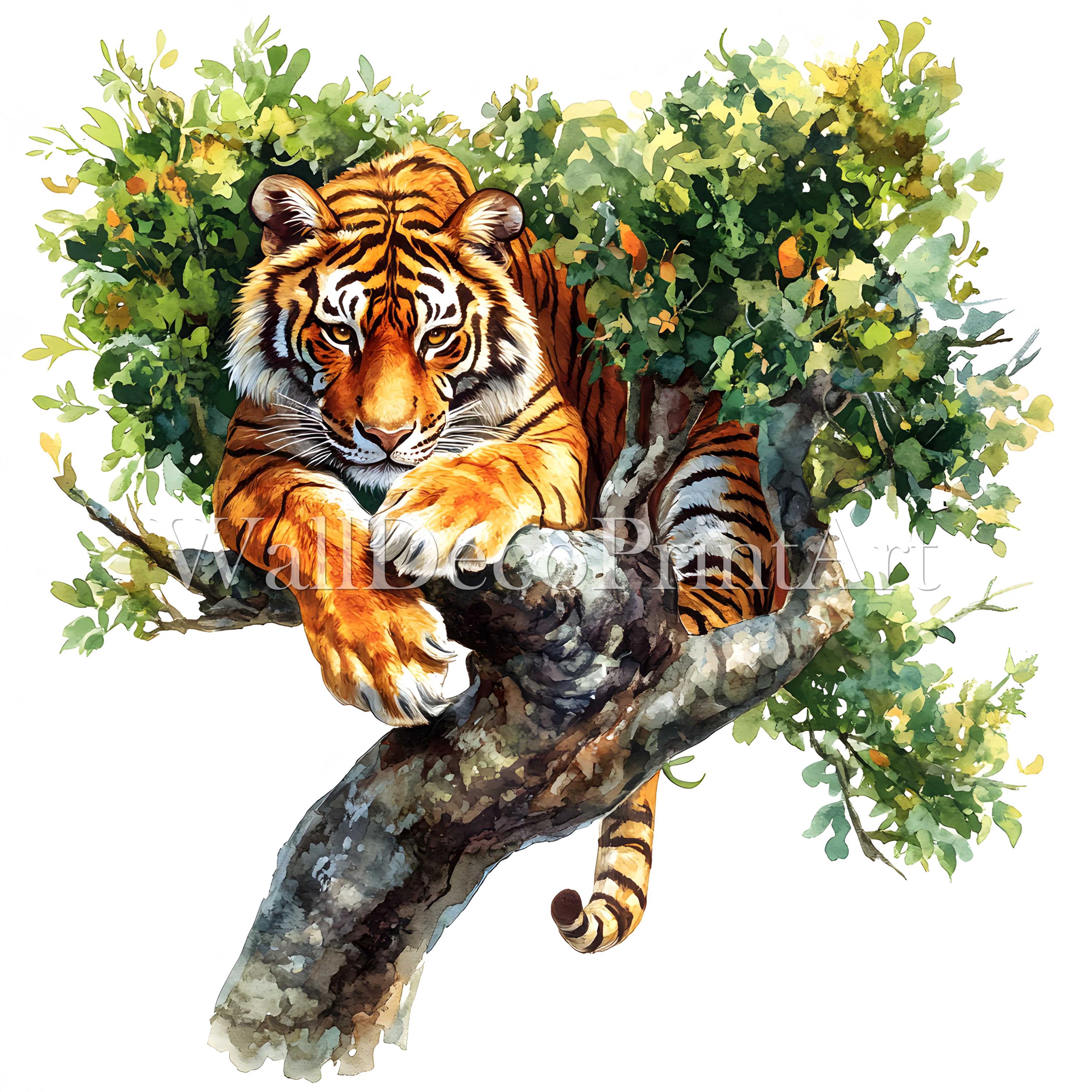 12 Detailed Tiger Clipart Bundle - High Quality Jpgs - Digital ...