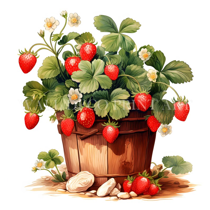 Strawberry Plants Clipart Bundle 10 High Quality Jpgs - Etsy