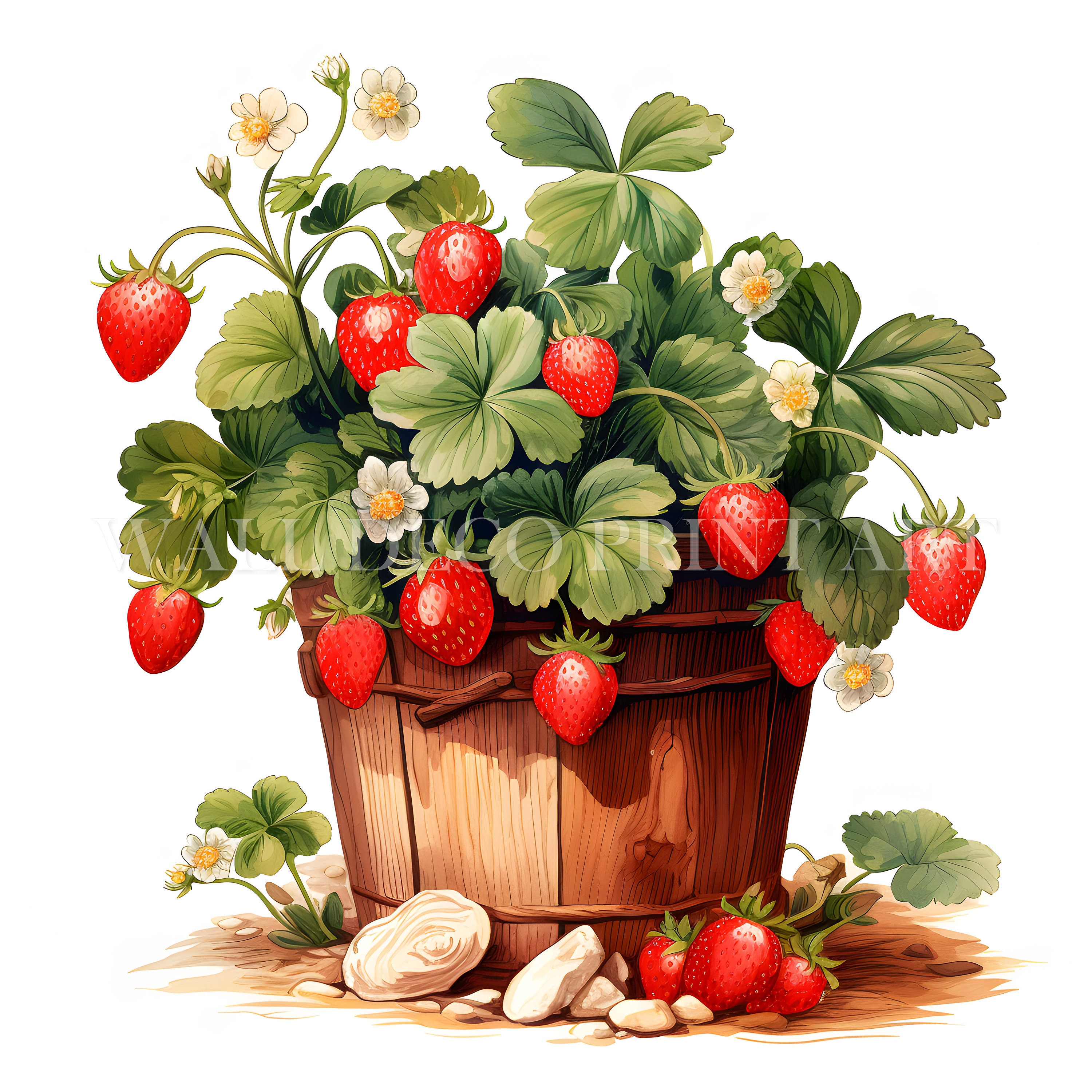Strawberry Plants Clipart Bundle 10 High Quality Jpgs - Etsy