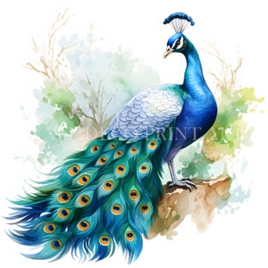 Lovely PEACOCK Clipart - 10 High Quality JPG - Digital Downloads ...