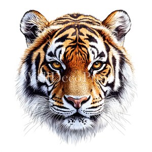 12 Detailed Tiger Clipart Bundle High Quality Jpgs Digital Downloads ...