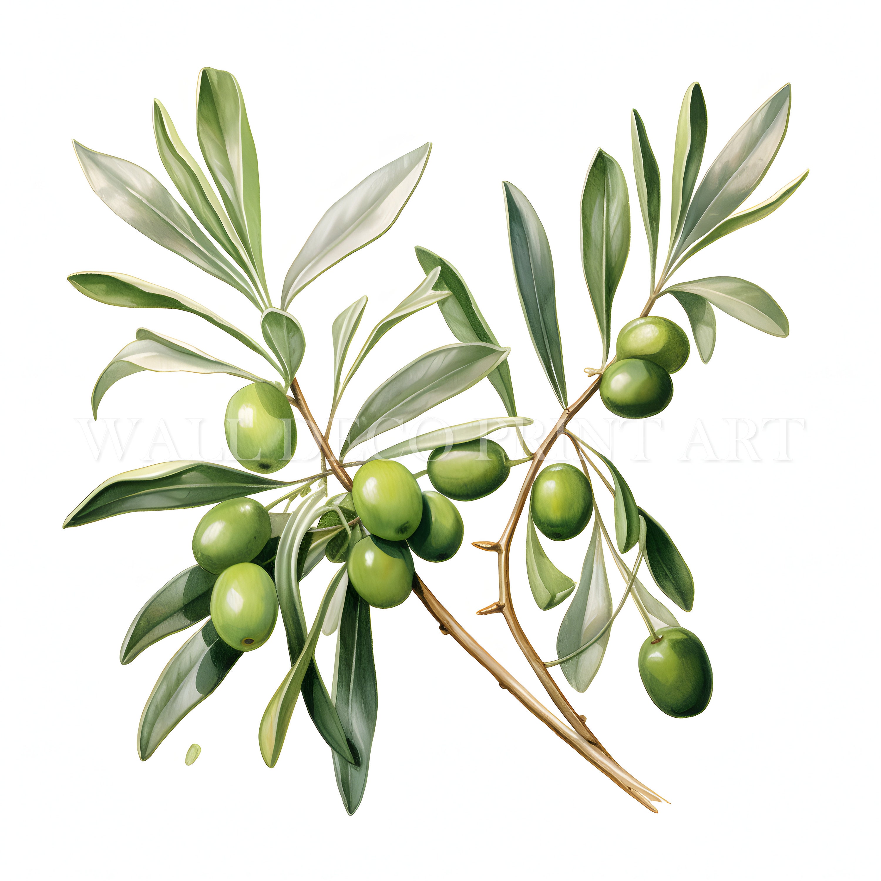 Olive Branches Clipart Bundle 10 High Quality Jpgs Digital - Etsy UK