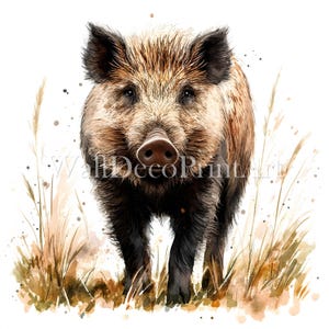 12 Wild Boar Clipart Bundle - High Quality Jpgs - Digital Download ...