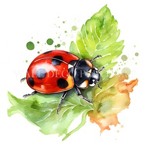 Beautiful LADYBUG Clipart Bundle - 11 High Quality Jpgs - Digital ...