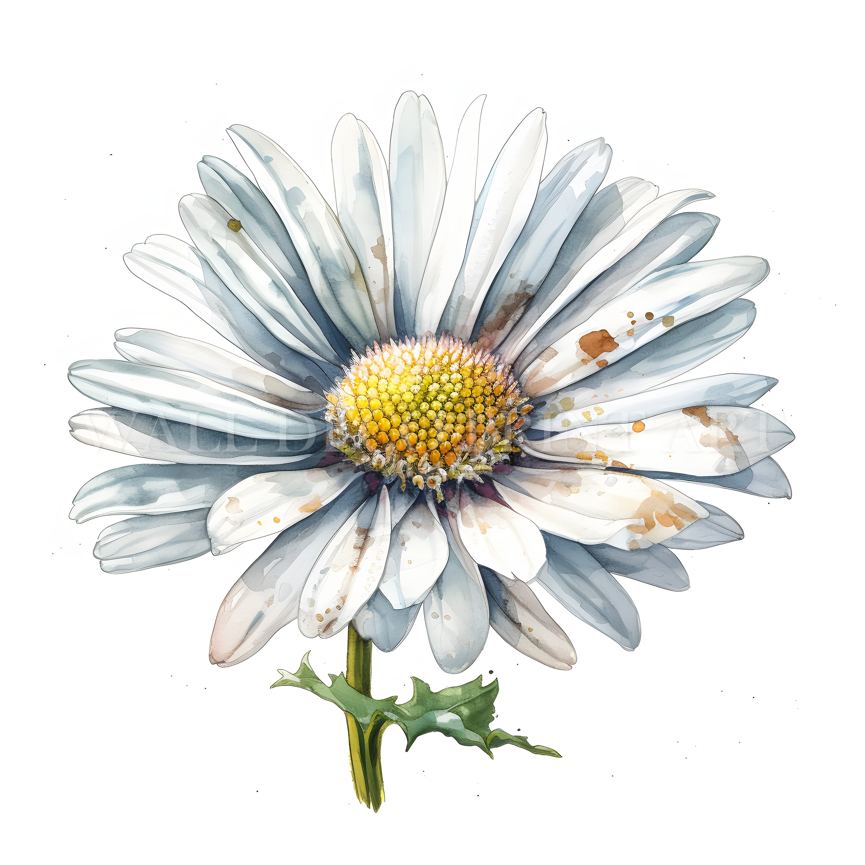 Watercolor Spring Flowers Clipart - Daisy - 10 High Quality Jpgs ...