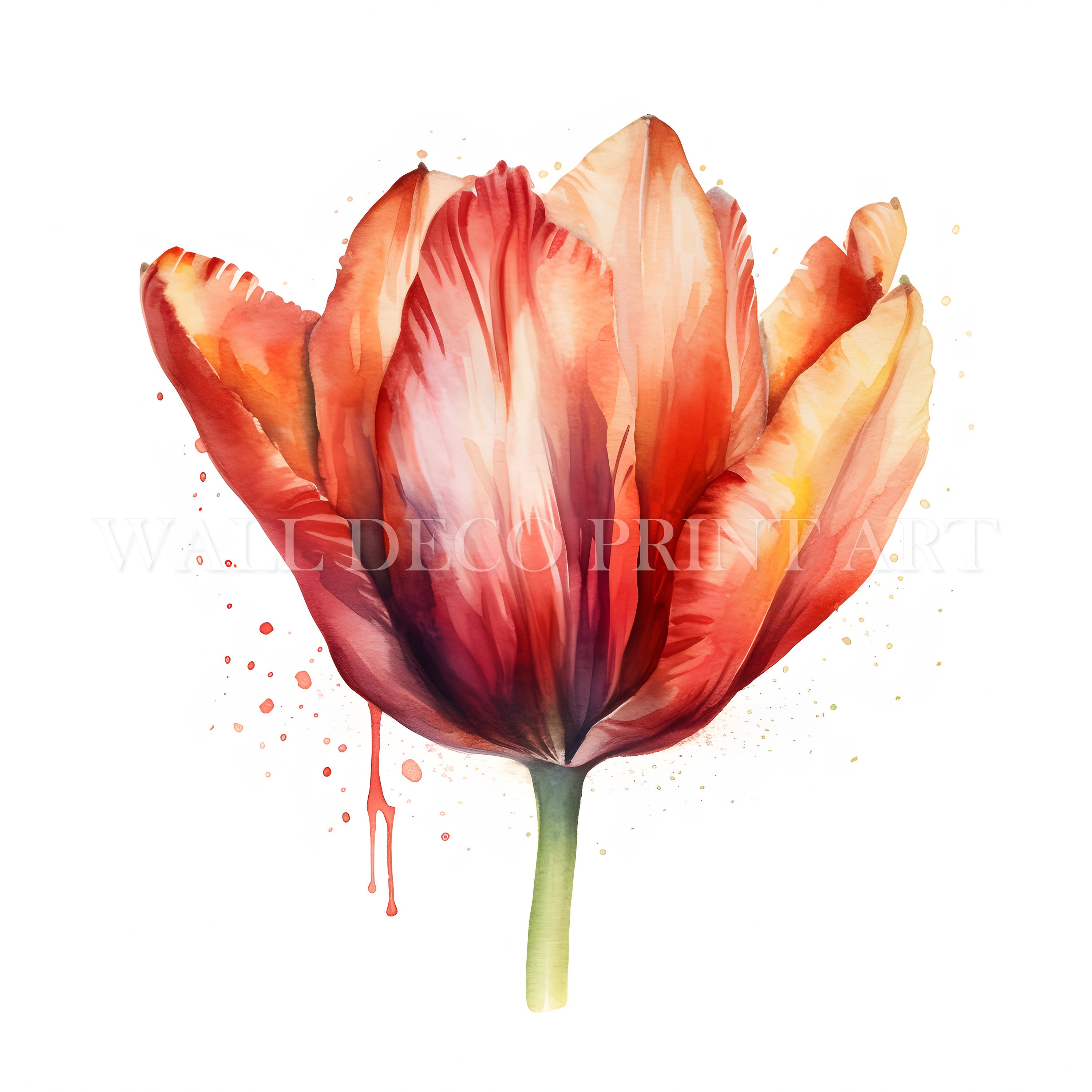 Watercolor Spring Flowers Clipart Tulip 10 High Quality - Etsy