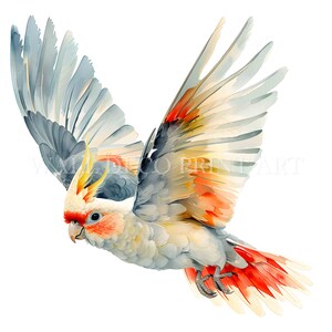 Cute Cockatiel Parrot Clipart Bundle - 10 High Quality JPG - Digital ...