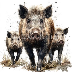12 Wild Boar Clipart Bundle - High Quality Jpgs - Digital Download ...