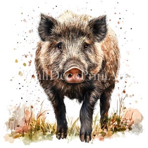 12 Wild Boar Clipart Bundle - High Quality Jpgs - Digital Download ...