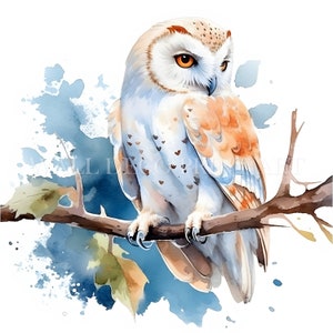 Beautiful OWL Clipart Bundle - 10 High Quality Jpgs - Digital Downloads ...