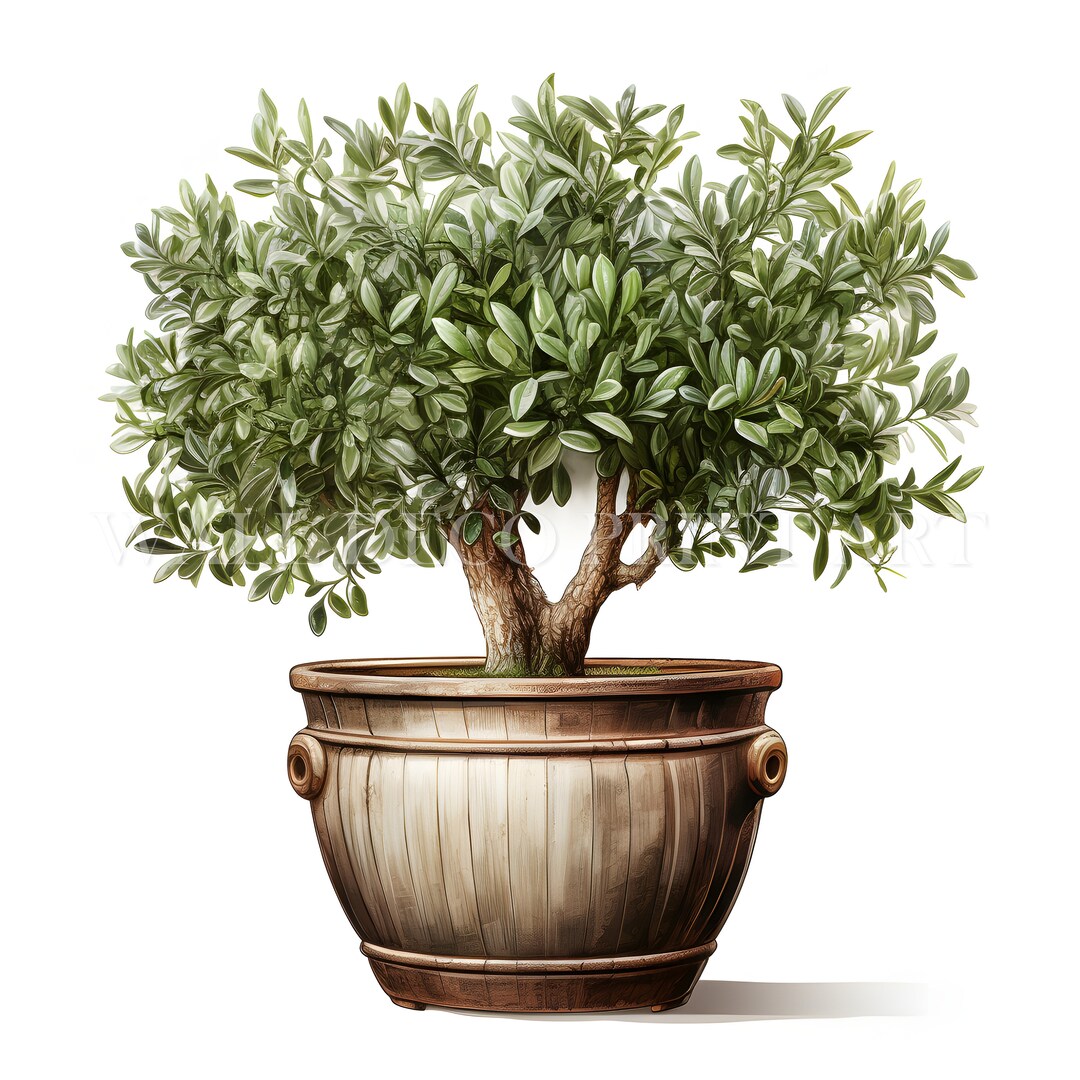 Olive Tree in a Pot Clipart Bundle - 10 High Quality Jpgs - Digital ...
