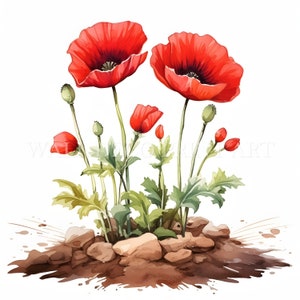 Red Poppy Flower Clipart Bundle - 10 High Quality Jpgs - Digital ...
