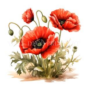 Red Poppy Flower Clipart Bundle - 10 High Quality Jpgs - Digital ...