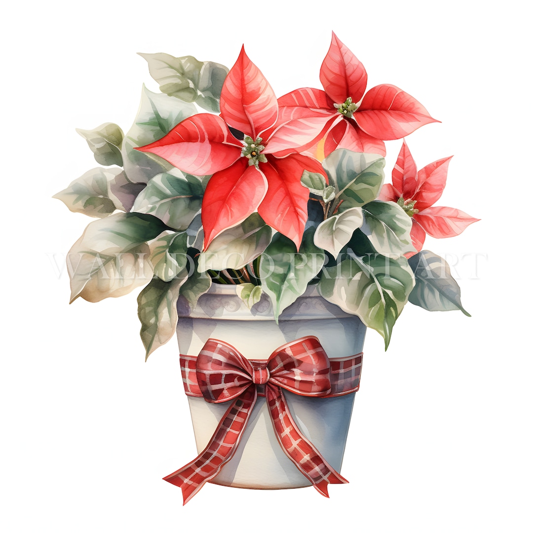 Potted Poinsettia Clipart Bundle - 12 High Quality JPG - Digital ...