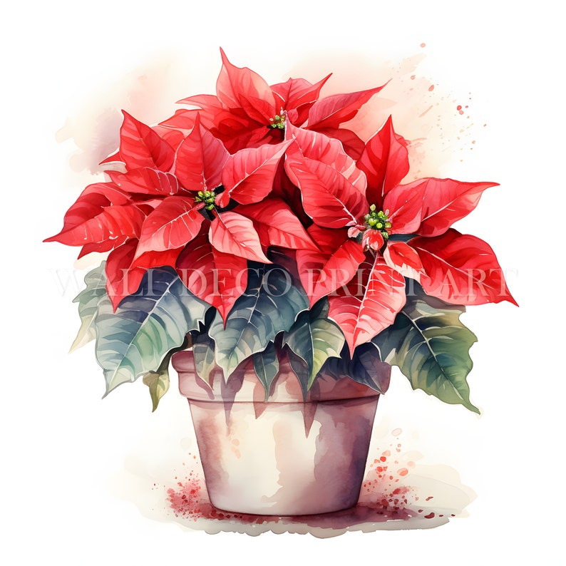 Potted Poinsettia Clipart Bundle 12 High Quality JPG - Etsy