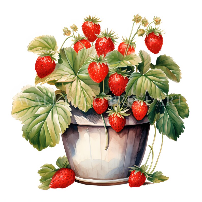 Strawberry Plants Clipart Bundle 10 High Quality Jpgs - Etsy