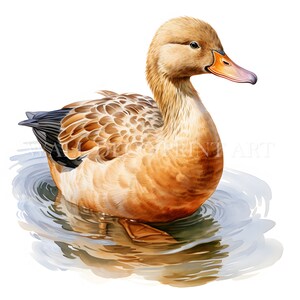 Beautiful DUCK Clipart Bundle - 10 High Quality Jpgs - Digital ...