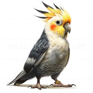 Cute Cockatiel Parrot Clipart Bundle - 10 High Quality JPG - Digital ...