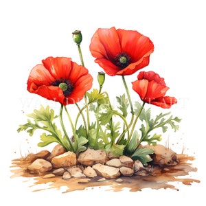 Red Poppy Flower Clipart Bundle - 10 High Quality Jpgs - Digital ...