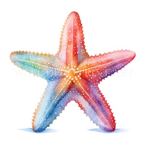 Beautiful STARFISH Clipart Bundle - 10 High Quality Jpgs - Digital ...