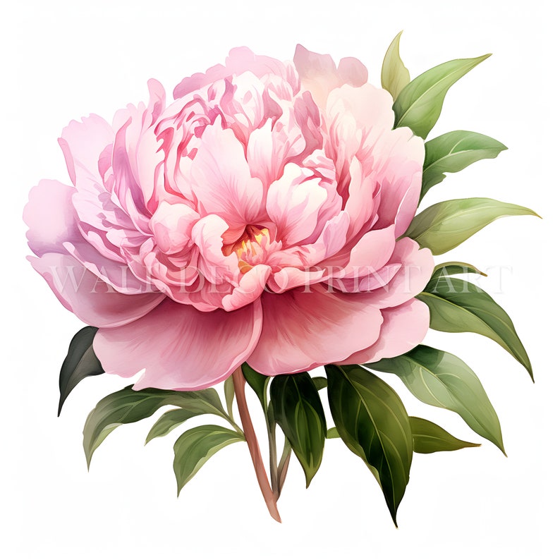 Watercolor Peony Clipart Bundle 6 High Quality Jpgs - Etsy