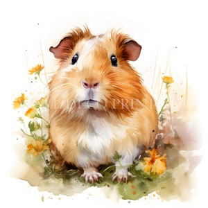 Cute GUINEA PIG Clipart Bundle - 10 High Quality Jpgs - Digital ...