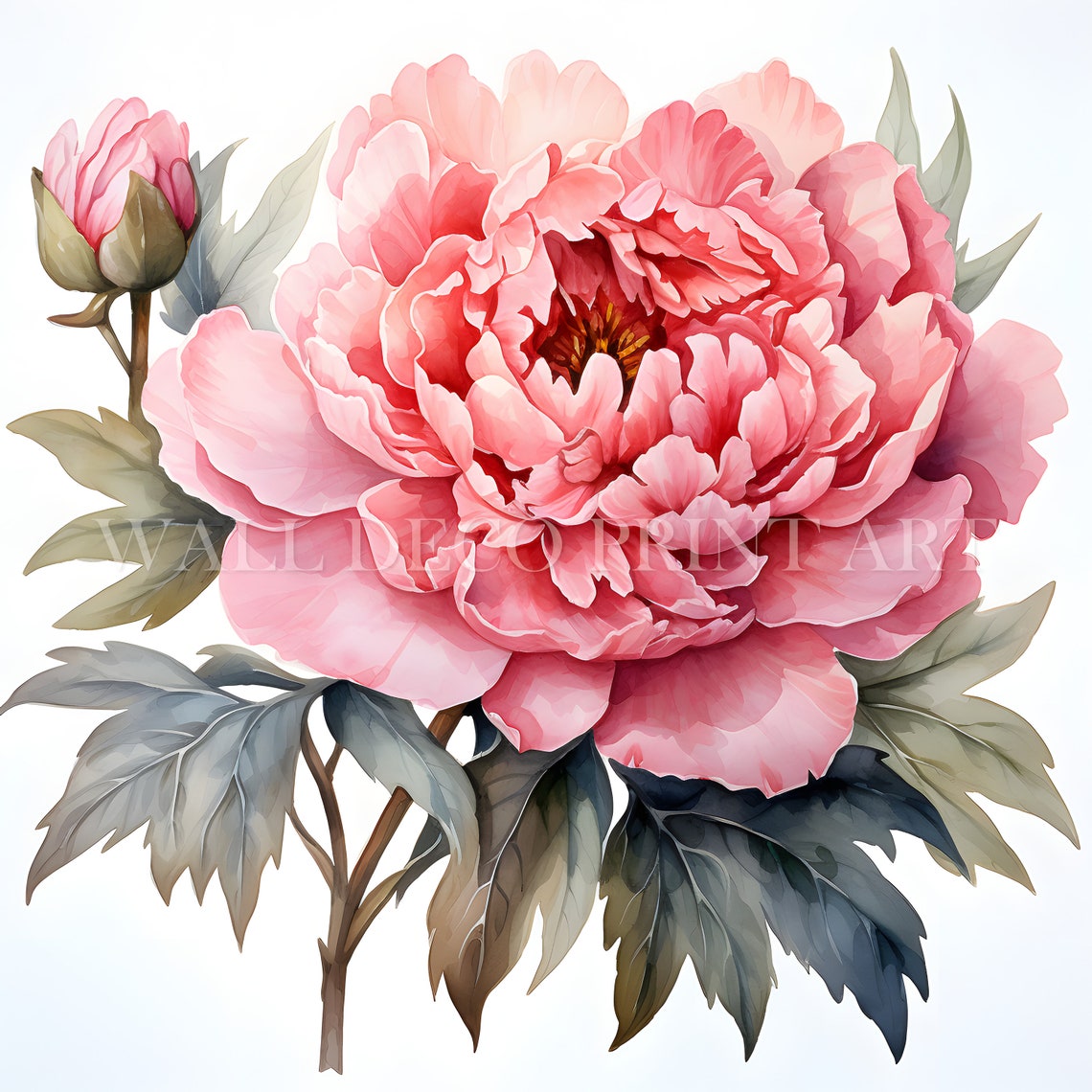 Watercolor Peony Clipart Bundle - 6 High Quality Jpgs - Instant ...