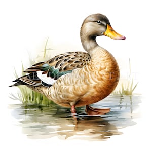 Beautiful DUCK Clipart Bundle - 10 High Quality Jpgs - Digital ...