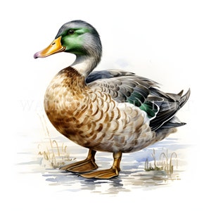 Beautiful DUCK Clipart Bundle - 10 High Quality Jpgs - Digital ...