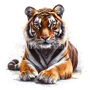 12 Detailed Tiger Clipart Bundle - High Quality Jpgs - Digital ...