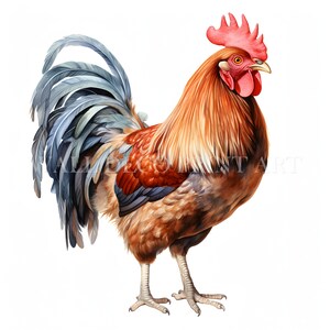Beautiful COCKEREL Clipart Bundle - 10 High Quality Jpgs - Digital ...