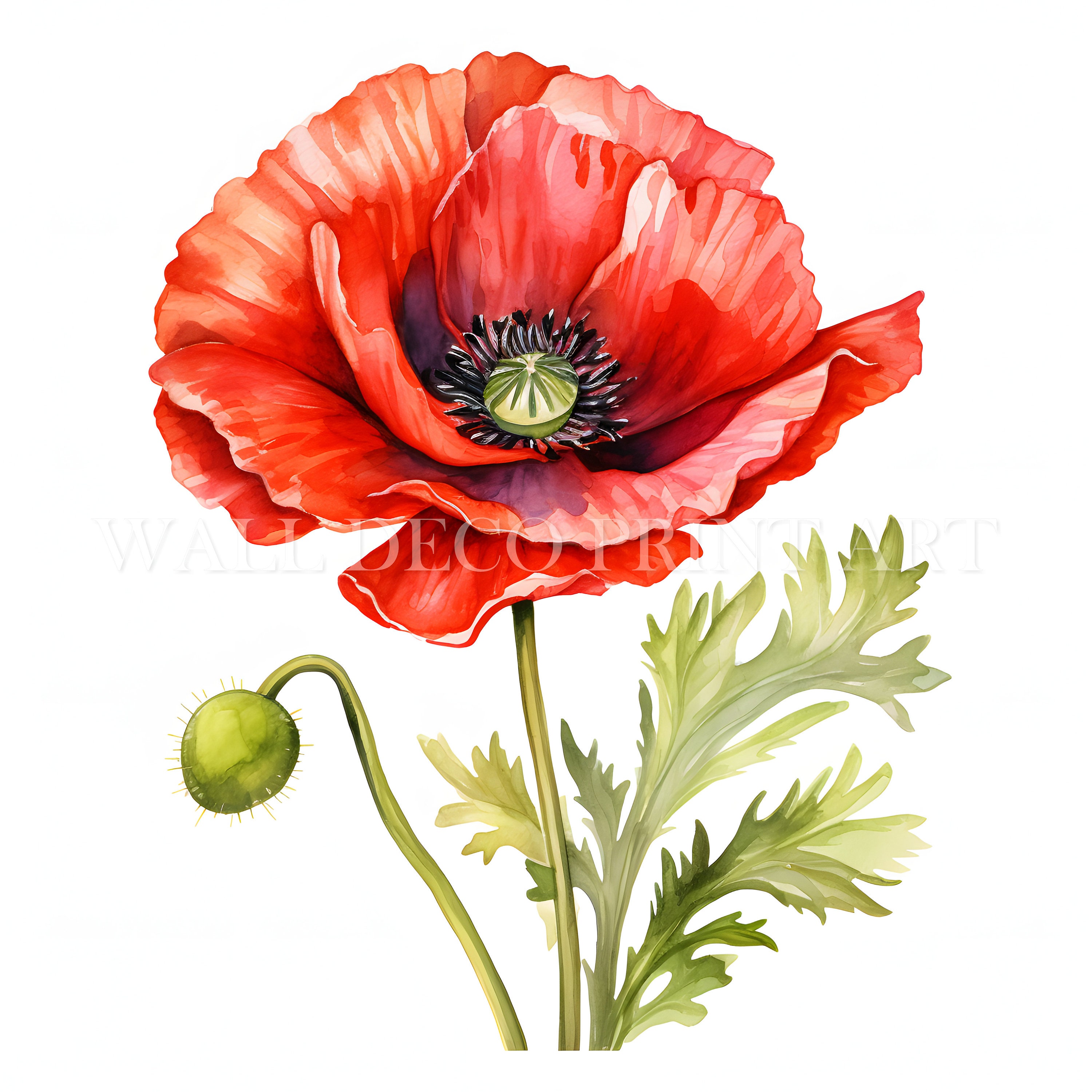Red Poppy Flower Clipart Bundle 10 High Quality Jpgs - Etsy