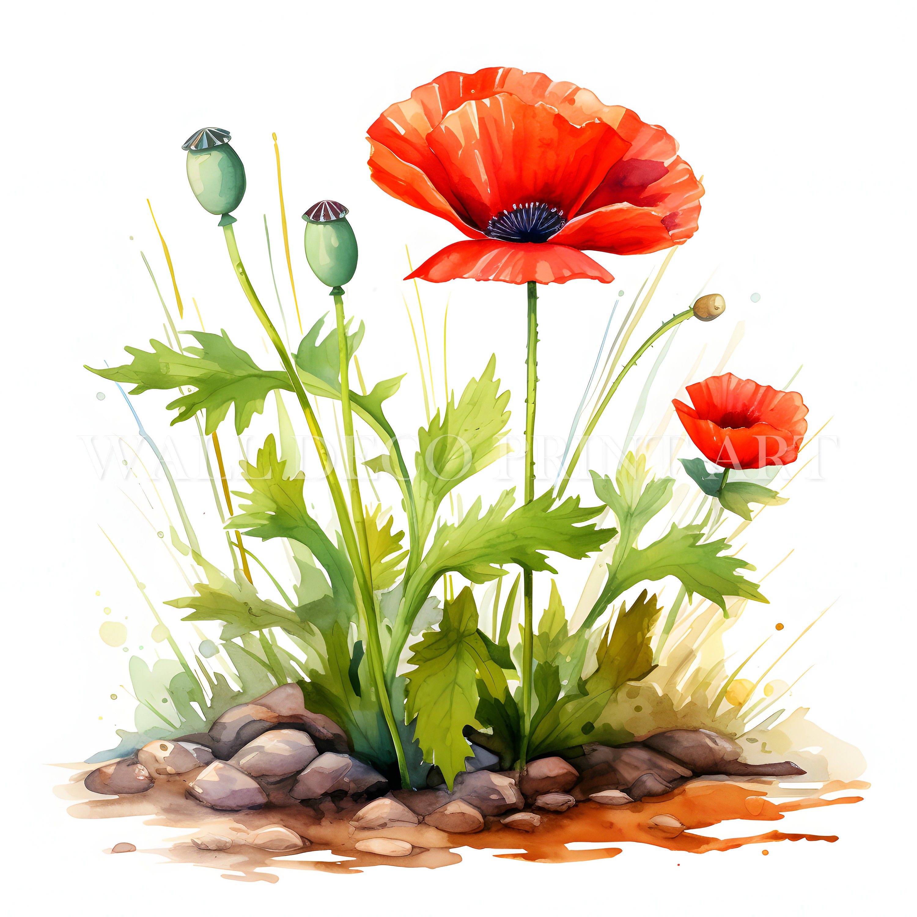Red Poppy Flower Clipart Bundle 10 High Quality Jpgs - Etsy