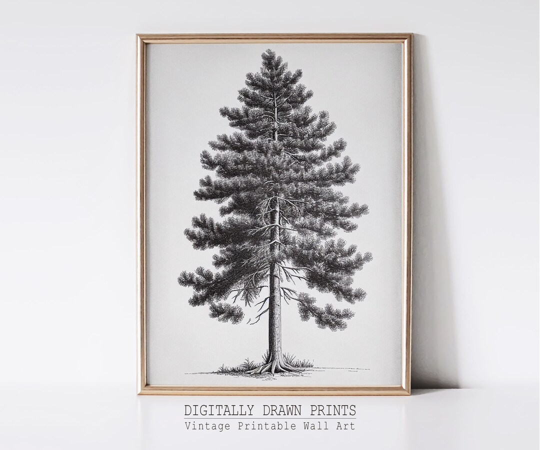 Vintage Pine Tree Art, Vintage Printable Wall Art, Antique Sketch Print ...