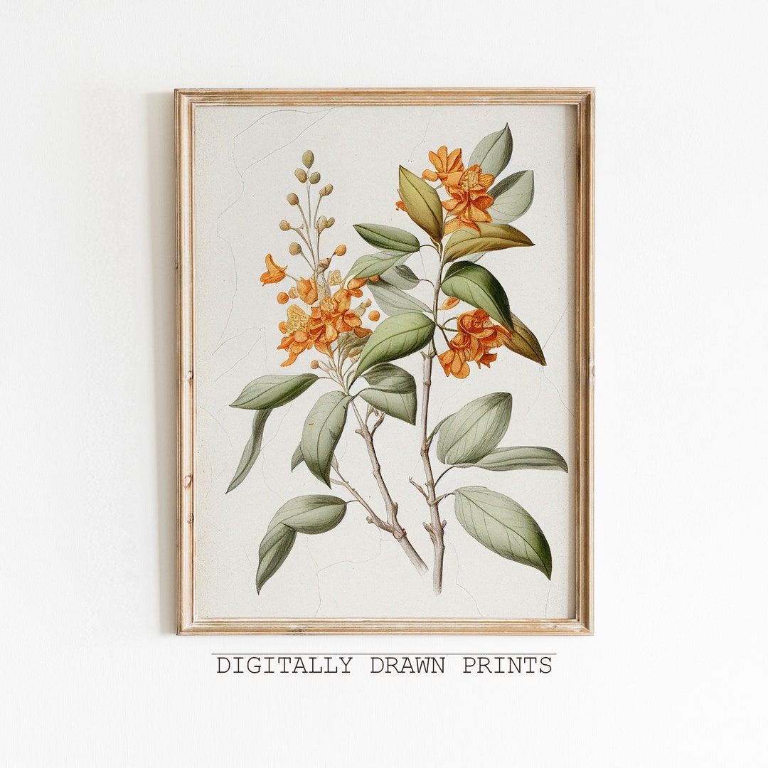 Vintage Botanical Sketch, Botanical Drawing, Antique Art, Floral ...