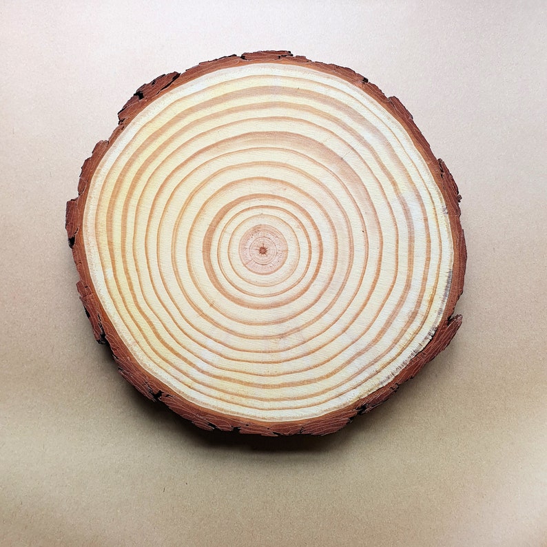 Rustic Wood Slice Cake Stand: Large Tree Slice Centerpiece (23-24cm) - Etsy