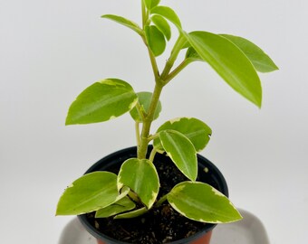 Variegated Peperomia Golden Gate Peperomia 4 Pot - Etsy